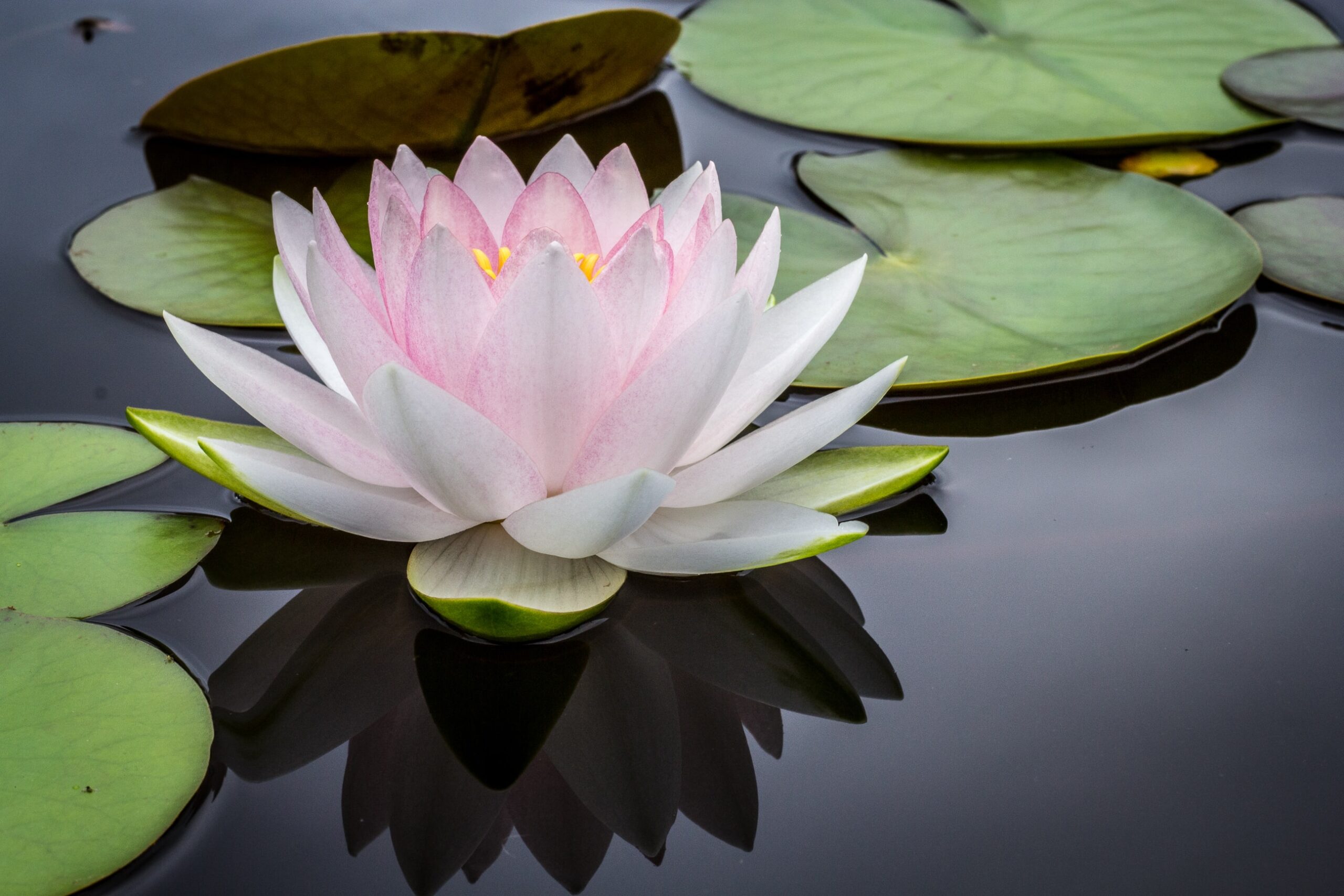 Zen shiatsu behandeling - Shiatsu Amsterdam West